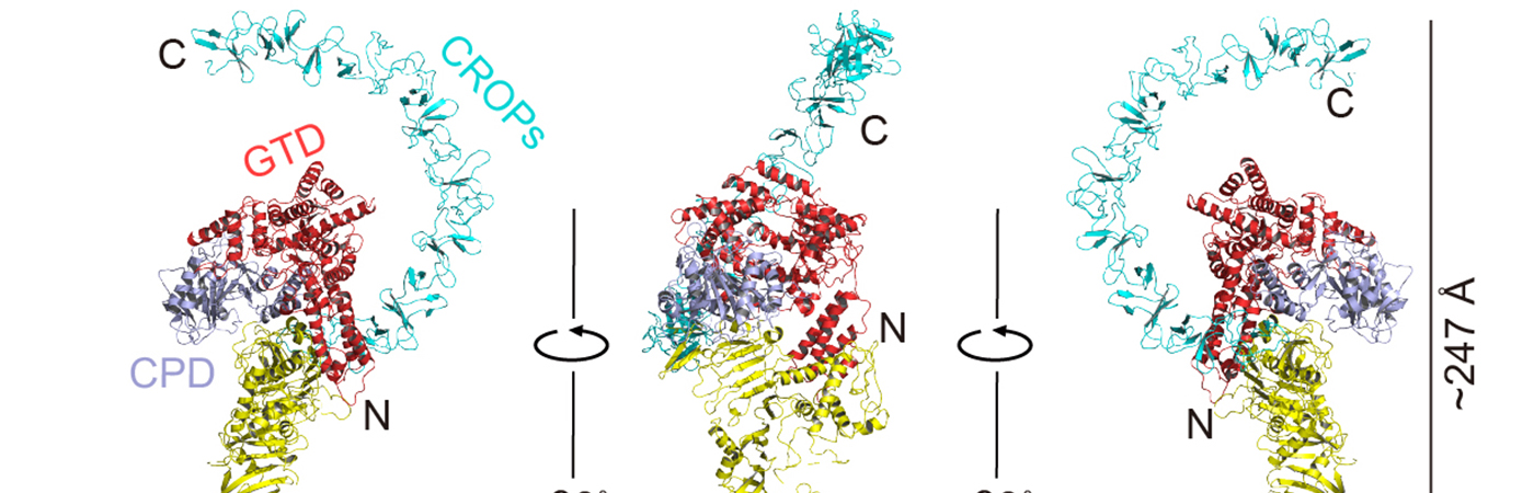 The Advanced Photon Source (APS)