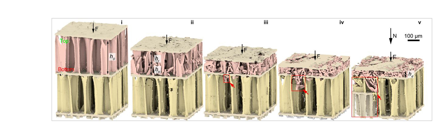 The Advanced Photon Source (APS)