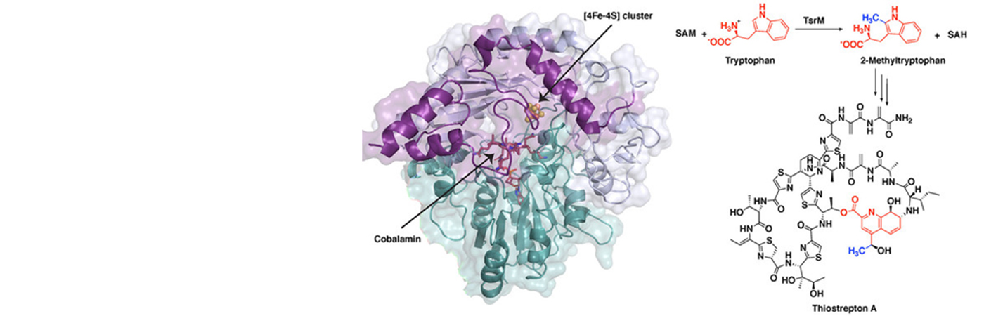 The Advanced Photon Source (APS)